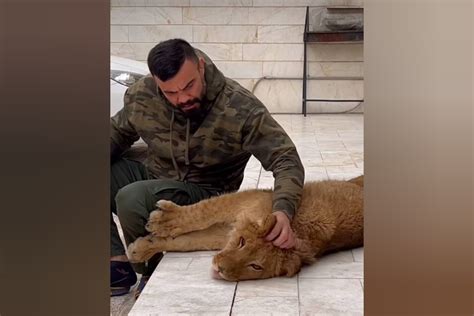 محیط زیست امیر علی‌اکبری توله شیری که عکس آن را در صفحه خود منتشر