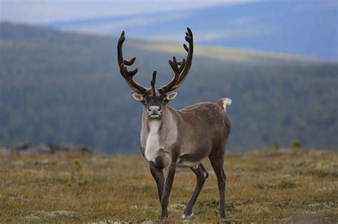 СЕВЕРНЫЙ ОЛЕНЬ ПОД ЗАЩИТОЙ