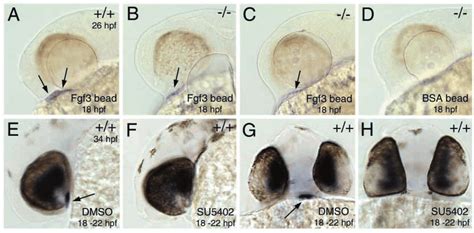 Fgf Signaling Governing Adenohypophysis Development Is Required During