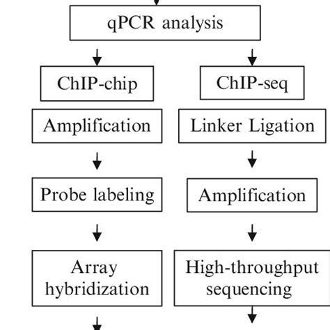 Workflow Of ChIP Chip And ChIP Seq This Outline Presents The Procedure Download Scientific