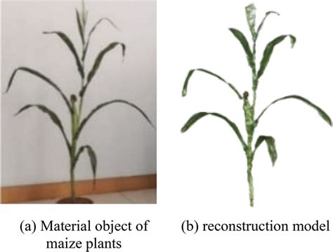 3d Reconstruction Results Of Maize Plants Download Scientific Diagram