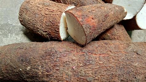 Cassava Or Singkong In Indonesia Stock Image Image Of Produce Trunk