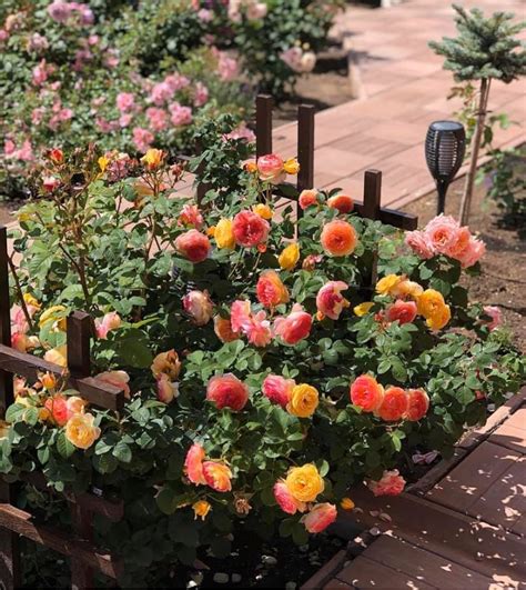 Rosomane Janon Vardomania