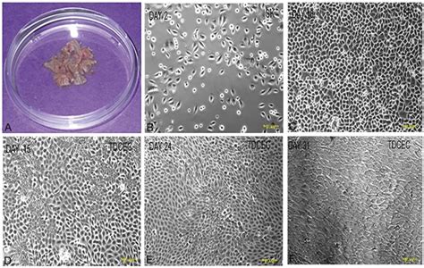 Corneal Epithelium Layers