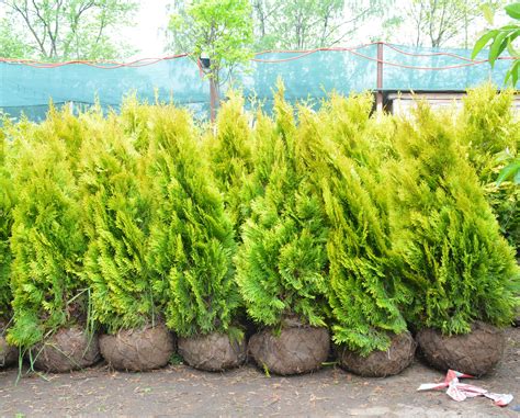 Туя западная Голден Смарагд АКЦИЯ | Thuja occidentalis Golden Smaragd ...