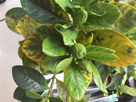 栀子花叶子发黄怎么办 发黄原因与处理方法 植物说