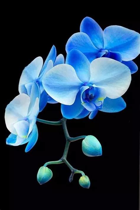 世界蘭花大全婀娜多姿奼紫嫣紅 每日頭條