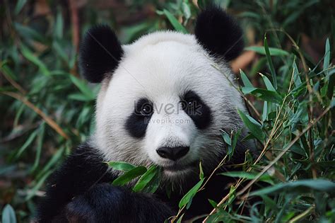 거대한 팬더는 대나무 숲에서 대나무를 먹습니다