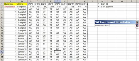 How To Convert Your Own Snp Data Into Haploview Format By Snp Tools