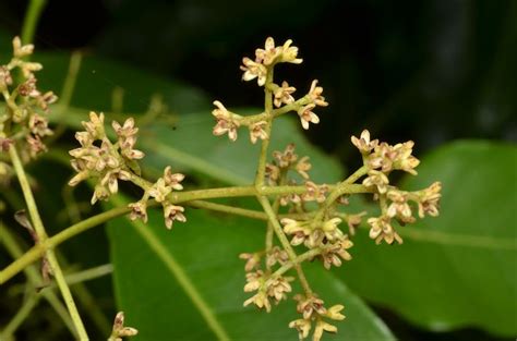 Olea Paniculata Images Useful Tropical Plants