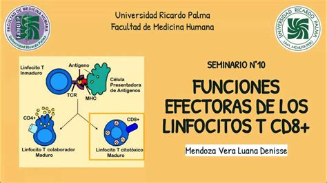 Inmunología Funciones Efectoras De Los Linfocitos T Cd8 Versión Alumno 1 1 Youtube