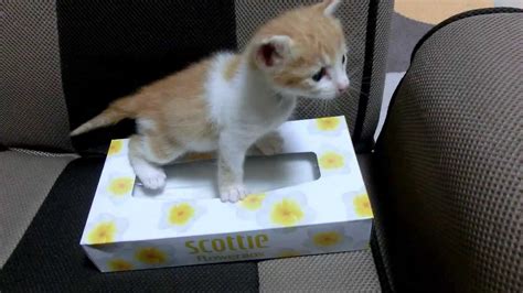 子猫 生後約1ヶ月 体重420g YouTube