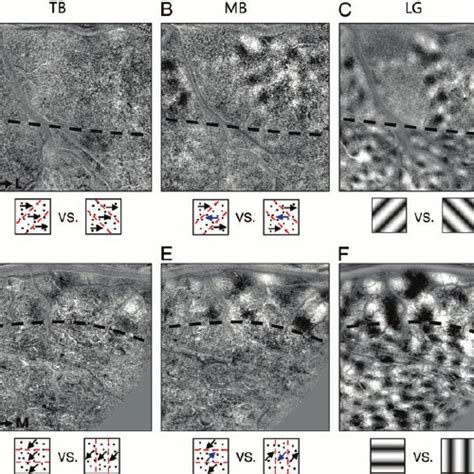 Pdf An Orientation Map For Motion Boundaries In Macaque V2