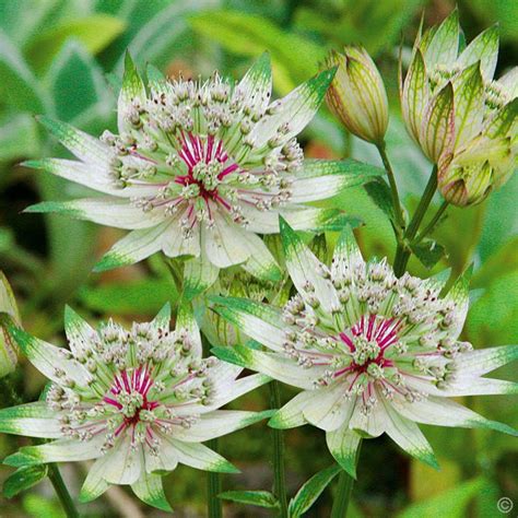 Купить семена Астранция Astrantia Alba в Москве: доставка семян по ...