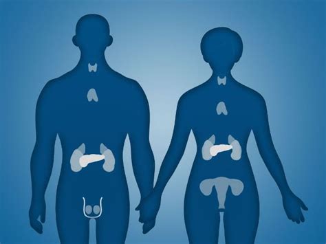 Gcse Igcse Endocrine System Teaching Resources