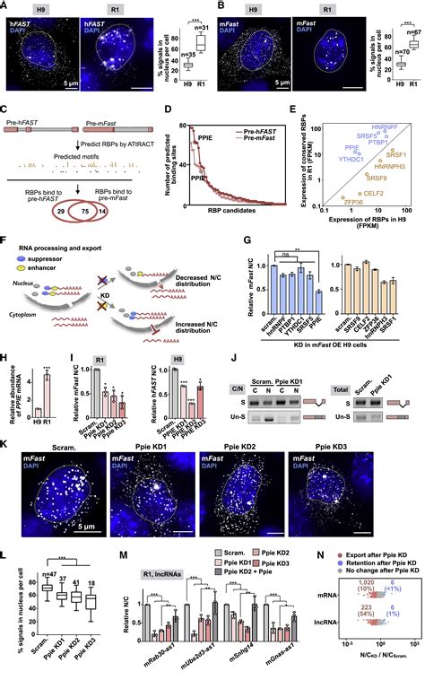 Distinct Processing Of Lncrnas Contributes To Non Conserved Functions In Stem Cells Cell