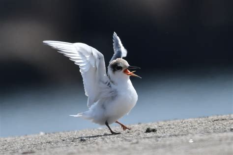 アジサシ類なのですが何アジサシの幼鳥でしょうか教えてください 日本の野鳥識別図鑑