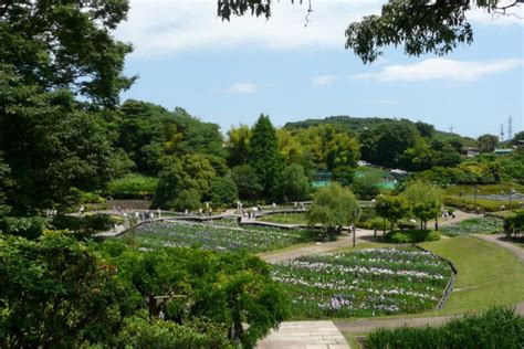 横須賀しょうぶ園 小旅はお見事