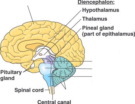 Braindiencephalonhtml 49un03intextdien L