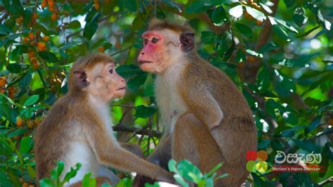 සත්ත්ව සංගණනය වෙනුවෙන් මෙහෙයුම් මැදිරියක් ස්ථාපිත කෙරේ