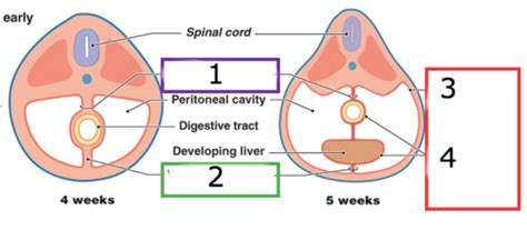 LAB Exam Flashcards Quizlet