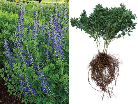 How To Identify A Drought Tolerant Plant Fine Gardening