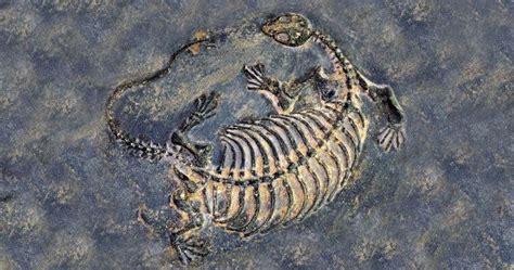 10 Fantastic Fossils Found By Accident Listverse