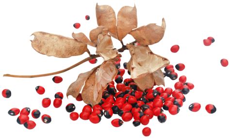 Seed PNGs For Free Download