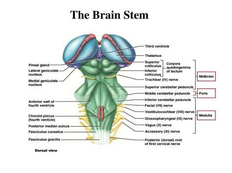 PPT The Brain Stem PowerPoint Presentation Free Download ID 1708953