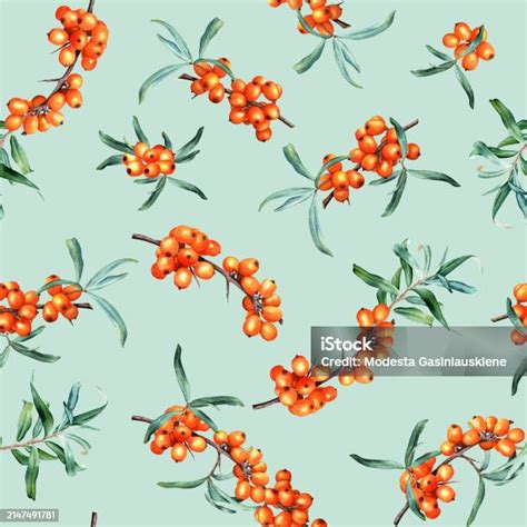 수채화 완벽 한 패턴 와 약용 식물 바다 갈매 나무속 가지 손으로 그린 식물 그림 절연 배경 포장 벽지 직물 직물 0명에 대한 스톡 벡터 아트 및 기타 이미지 Istock