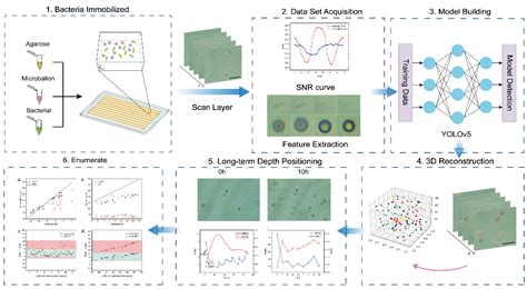 Yolo Algorithm For Long Term Tracking And Detection Of Escherichia Coli At Different Depths Of