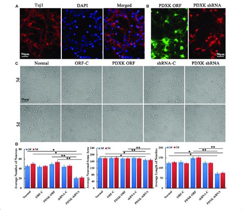 Growth Characteristics Of Primary Cultured Cortical Neurons In Rats