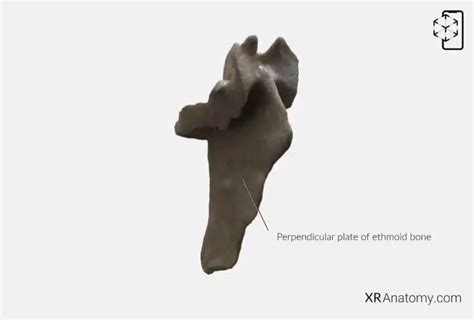 Ethmoid Bone Anatomy Guide Complete Ar Atlas Xranatomy