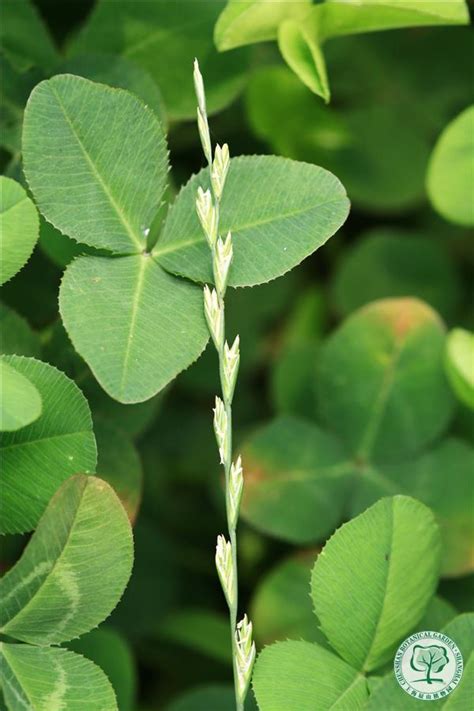 上海数字植物志