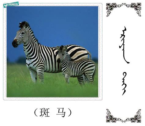 哺乳动物的名字蒙古文 汉语 草原元素 蒙古元素 Mongolia Elements