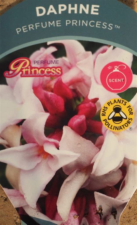 Daphne Perfume Princess Beautiful Evergreen Shrub