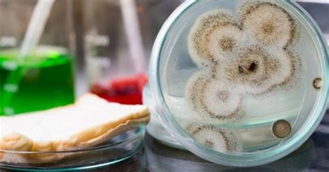 쓰레기 더미서 찾은 플라스틱 먹는 곰팡이 지구 살릴까