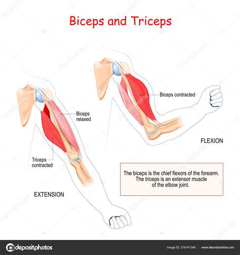 Biceps Triceps Antagonist Muscles Biceps Chief Flexors Forearm Triceps Extensor Stock Vector