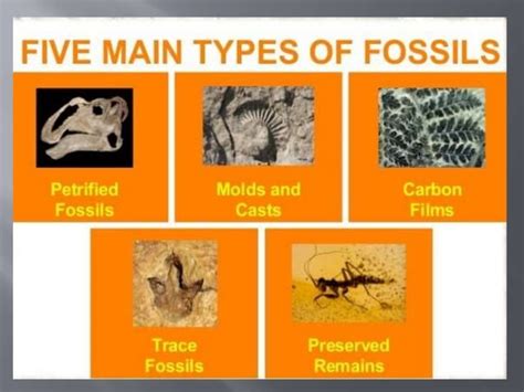 Fossils Formation Their Significance In Evolution PPTX Geology Science