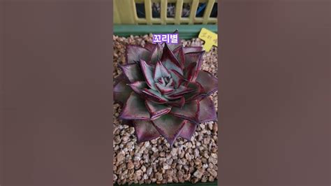 요즘은 보기힘든 꼬리별 보고 가세요~다육이판매 다육사랑 Youtube