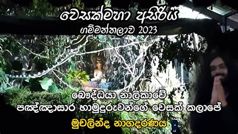 බෞද්ධයා නාලිකාවේ පඤ්ඤාසාර හාමුදුරුවන්ගේ පන්සලේ වෙසක් කලාපේ Part4 මුචලින්ද නාගදරණය Muchalinda