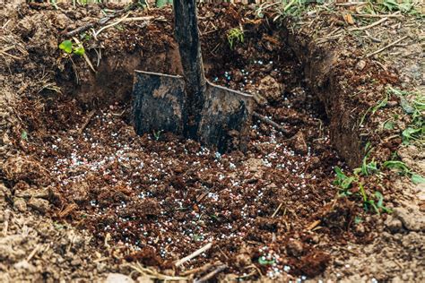 Is Deep Root Fertilization Necessary Hayward Tree Service