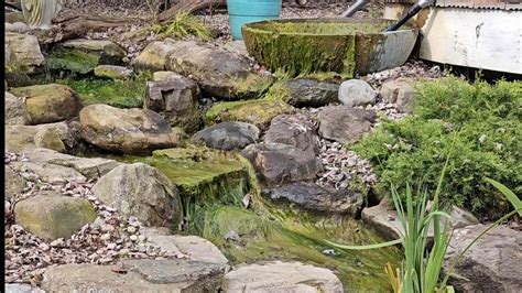 String Algae In Ponds Causes Nitrogen Cycle And The Best Ways To Get Rid Of It Oasis Water