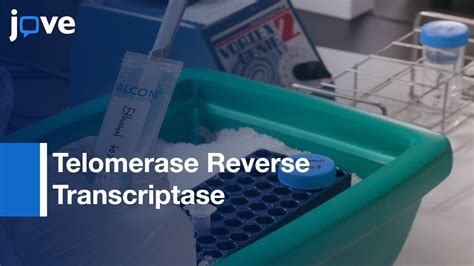 Telomerase Reverse Transcriptase Protein Rdrp Activity Determination
