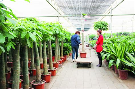 五编发财树大量减少 独桩发财树和造型发财树畅销 园林资讯