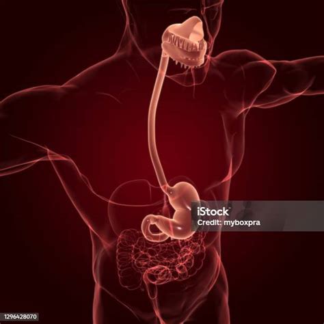 위 해부학 인간 소화 시스템 의료 개념 3d 렌더링 3차원 형태에 대한 스톡 사진 및 기타 이미지 3차원 형태 개념 개념과 주제 Istock