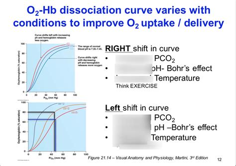 Diagram Of O2 Hb Dissociation Curve Lecture 19 Quizlet