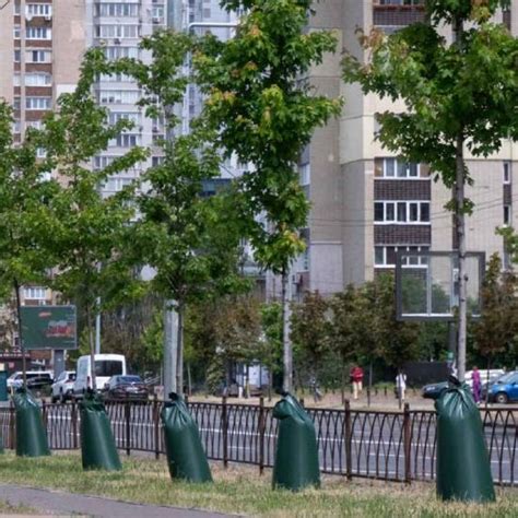 У Києві зявилися мішки для поливу дерев Читайте на Ukr Net