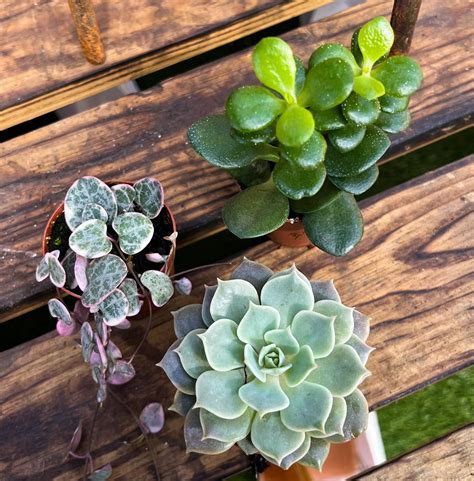 Cifarellis Nursery Southold Ny