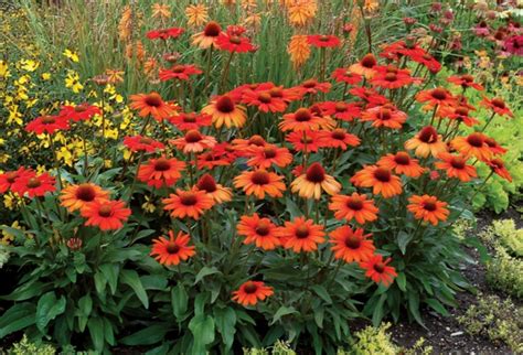 Echinacea Plant A Beautiful Feast For The Eyes With An Immune